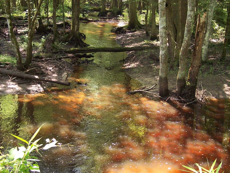 Inside the Great Dismal Swamp | Smithsonian Photo Contest | Smithsonian ...