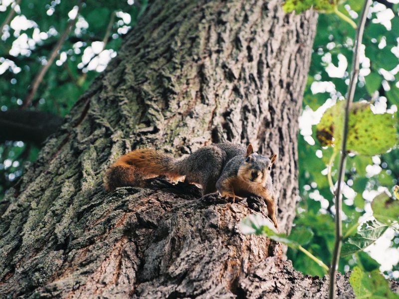 Unduly curious squirrel | Smithsonian Photo Contest | Smithsonian Magazine