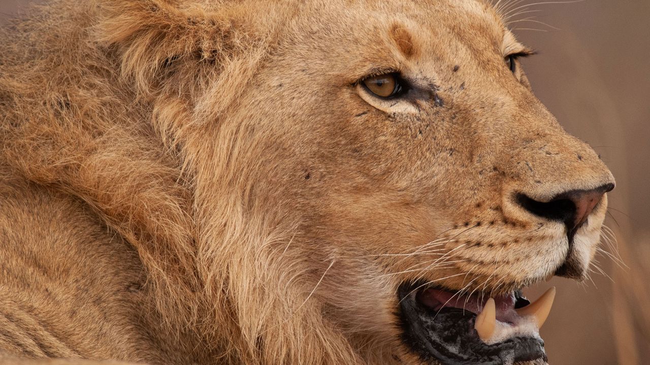 will lions attack cats