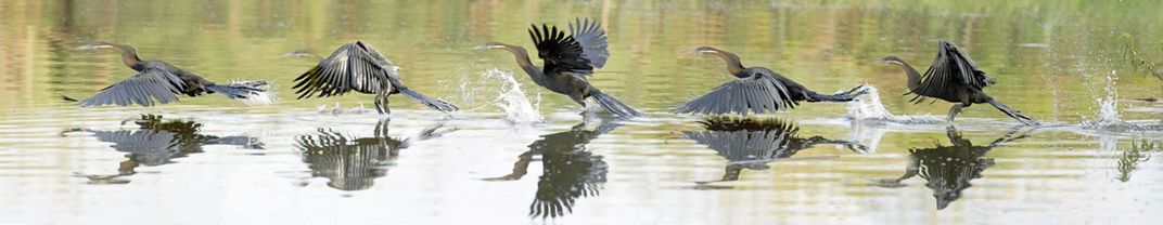 Multi-image Composite image of an African Darter as it took of from a ...