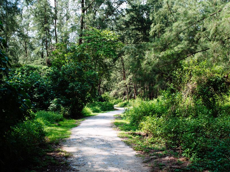 Casuarina Trail | Smithsonian Photo Contest | Smithsonian Magazine