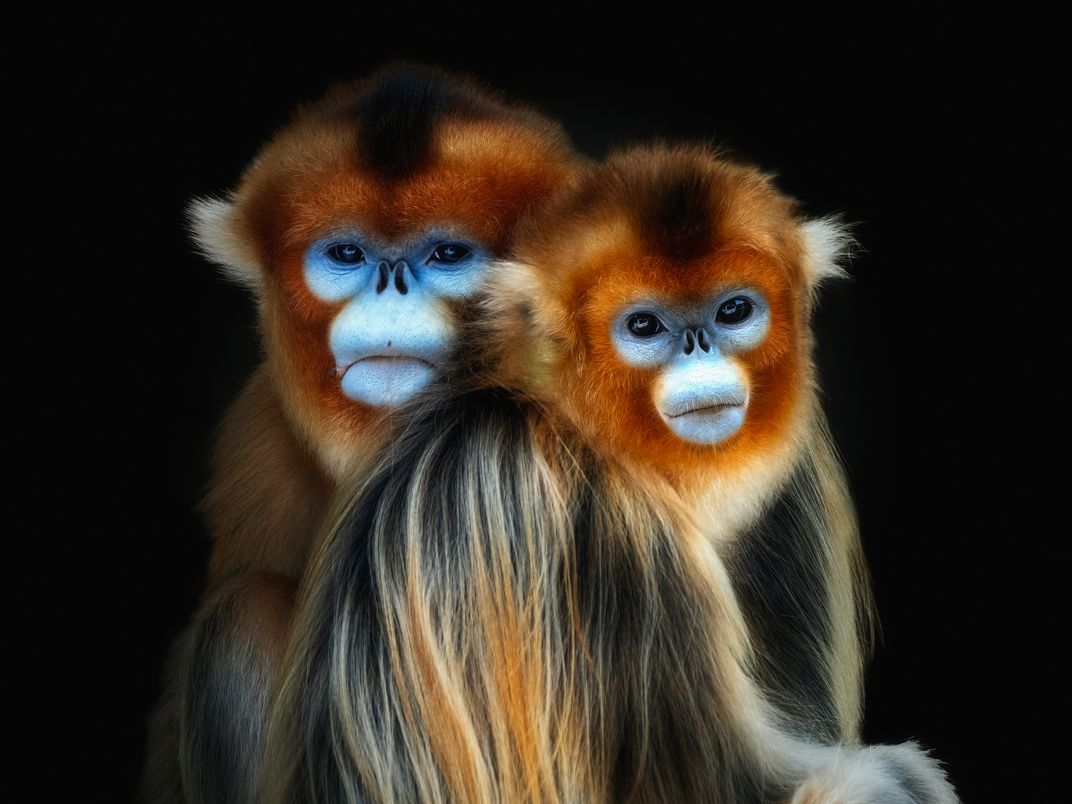 Golden snub-nosed monkeys | Smithsonian Photo Contest | Smithsonian ...