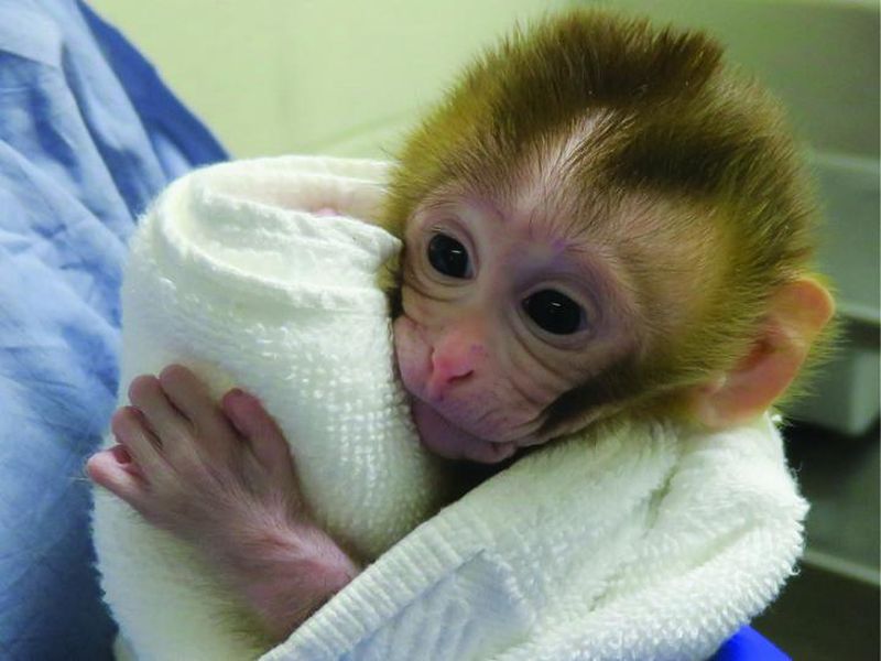 Cutest Baby Monkey In The World