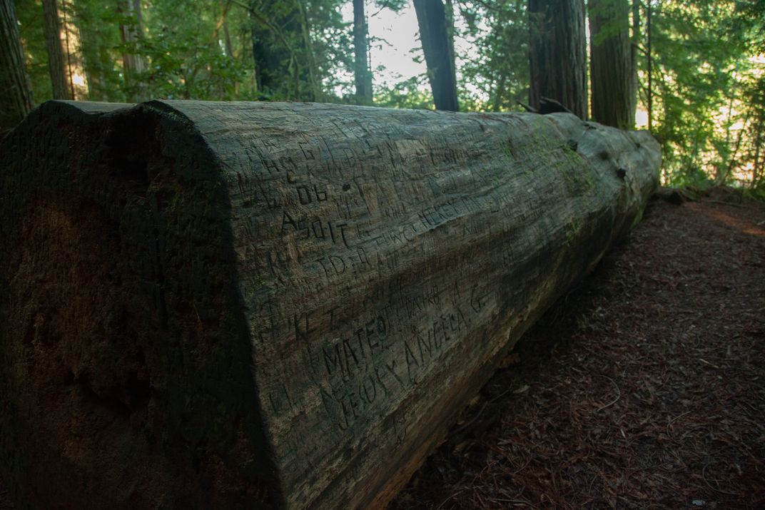 Signature Tree | Smithsonian Photo Contest | Smithsonian Magazine