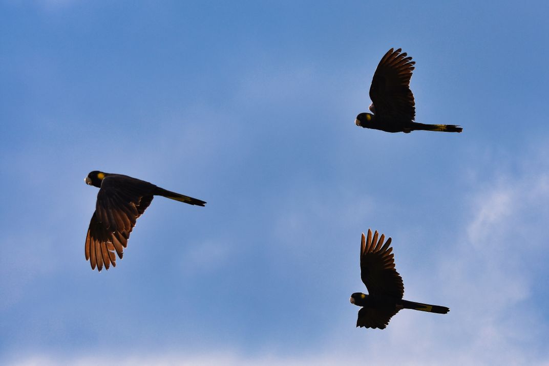 Yellow-tailed Cockatoos in flight | Smithsonian Photo Contest ...