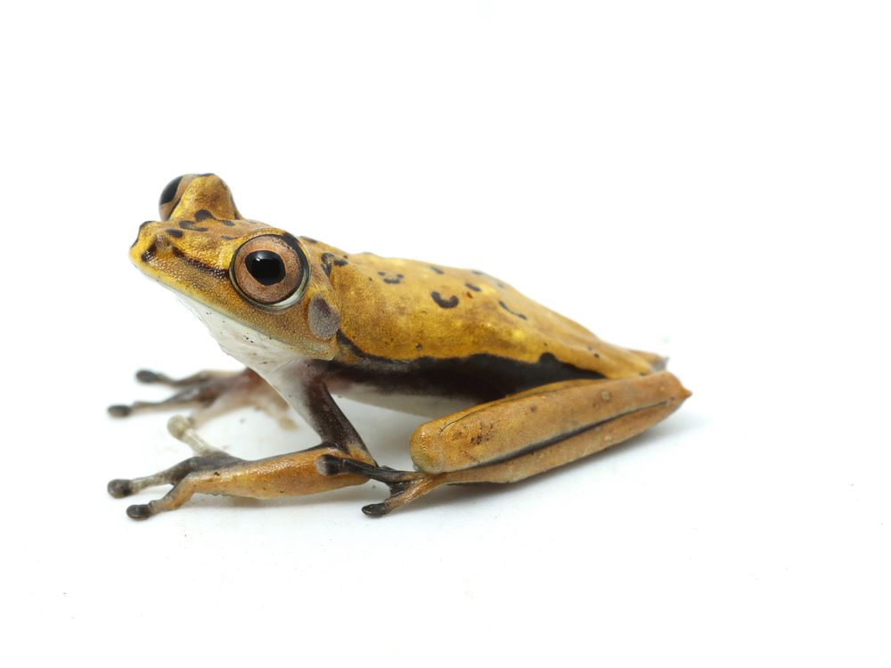 Expedition Discovers 27 New Species in Peru, From an ‘Exceedingly Rare ...