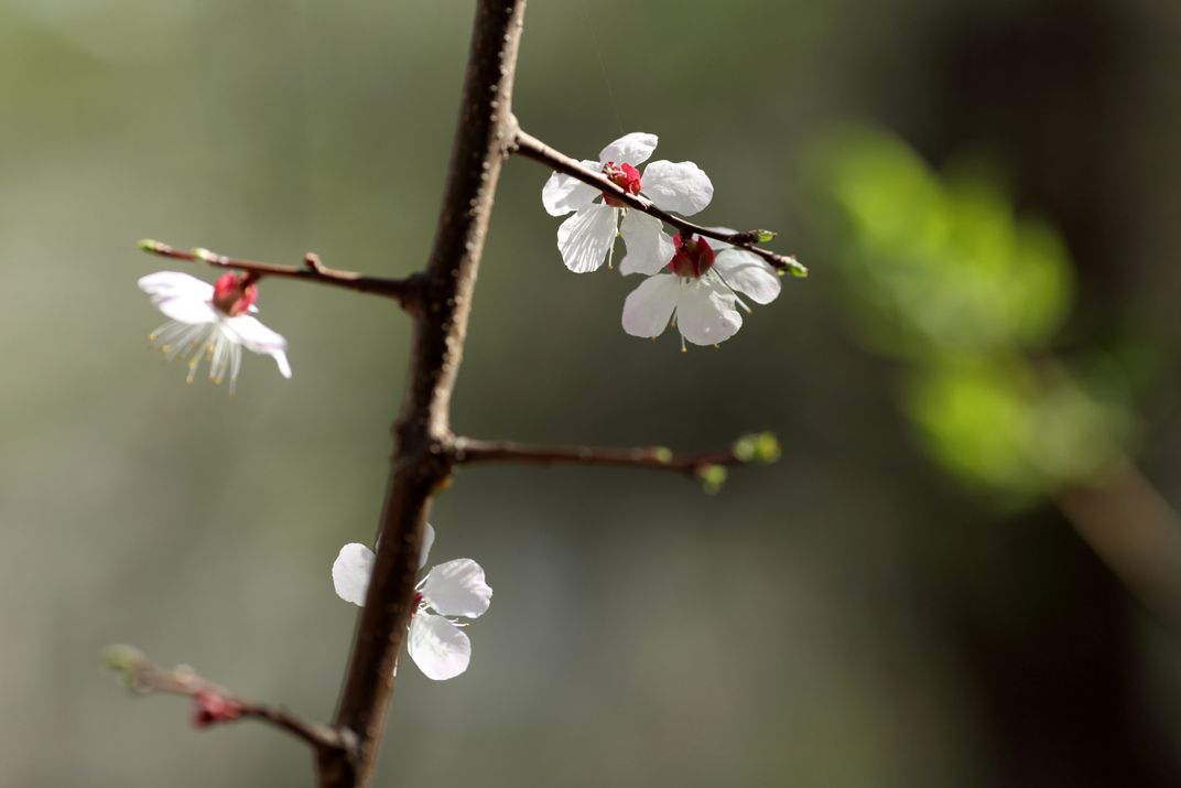 Spring flowering | Smithsonian Photo Contest | Smithsonian Magazine