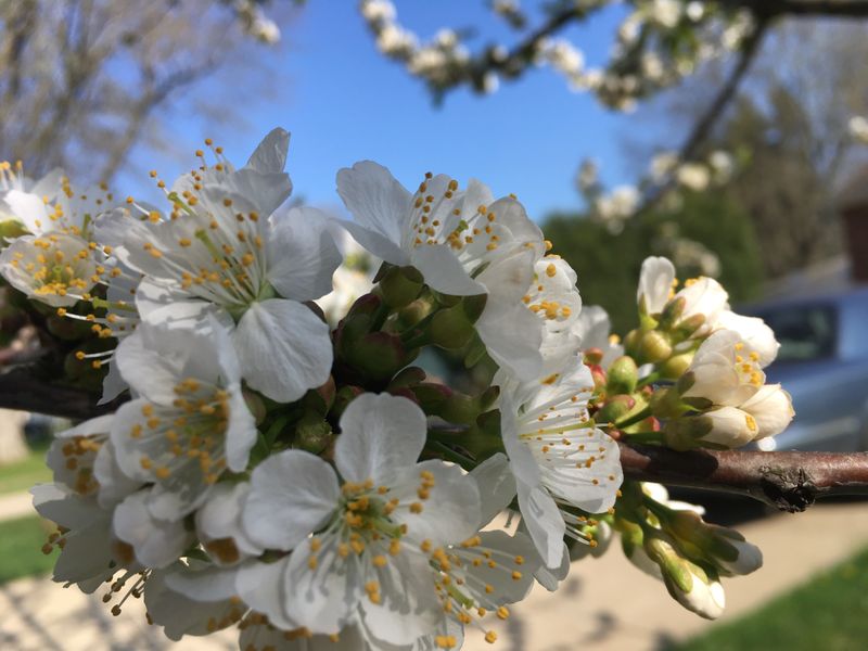 Cheery Blossom | Smithsonian Photo Contest | Smithsonian Magazine