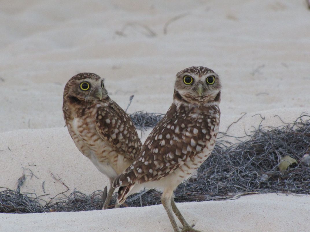 Annual vacation at the Bucuti Hotel in Aruba - two burrowing owls had ...