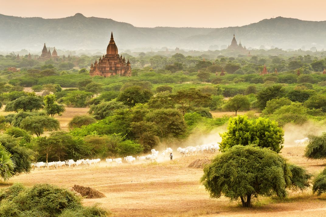 Return from the Grazing Ground | Smithsonian Photo Contest ...