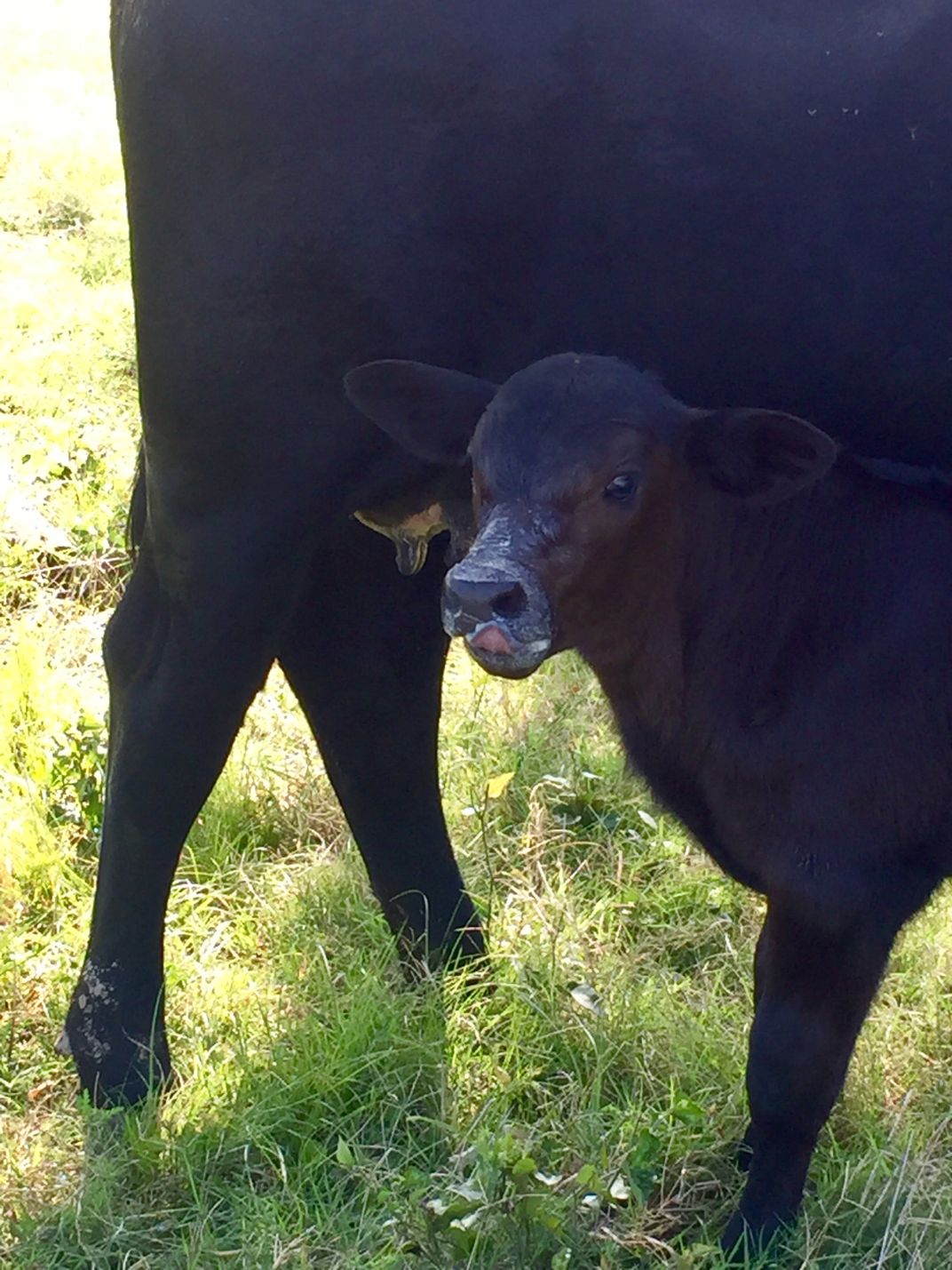 Genuine Milk Mustache | Smithsonian Photo Contest | Smithsonian Magazine