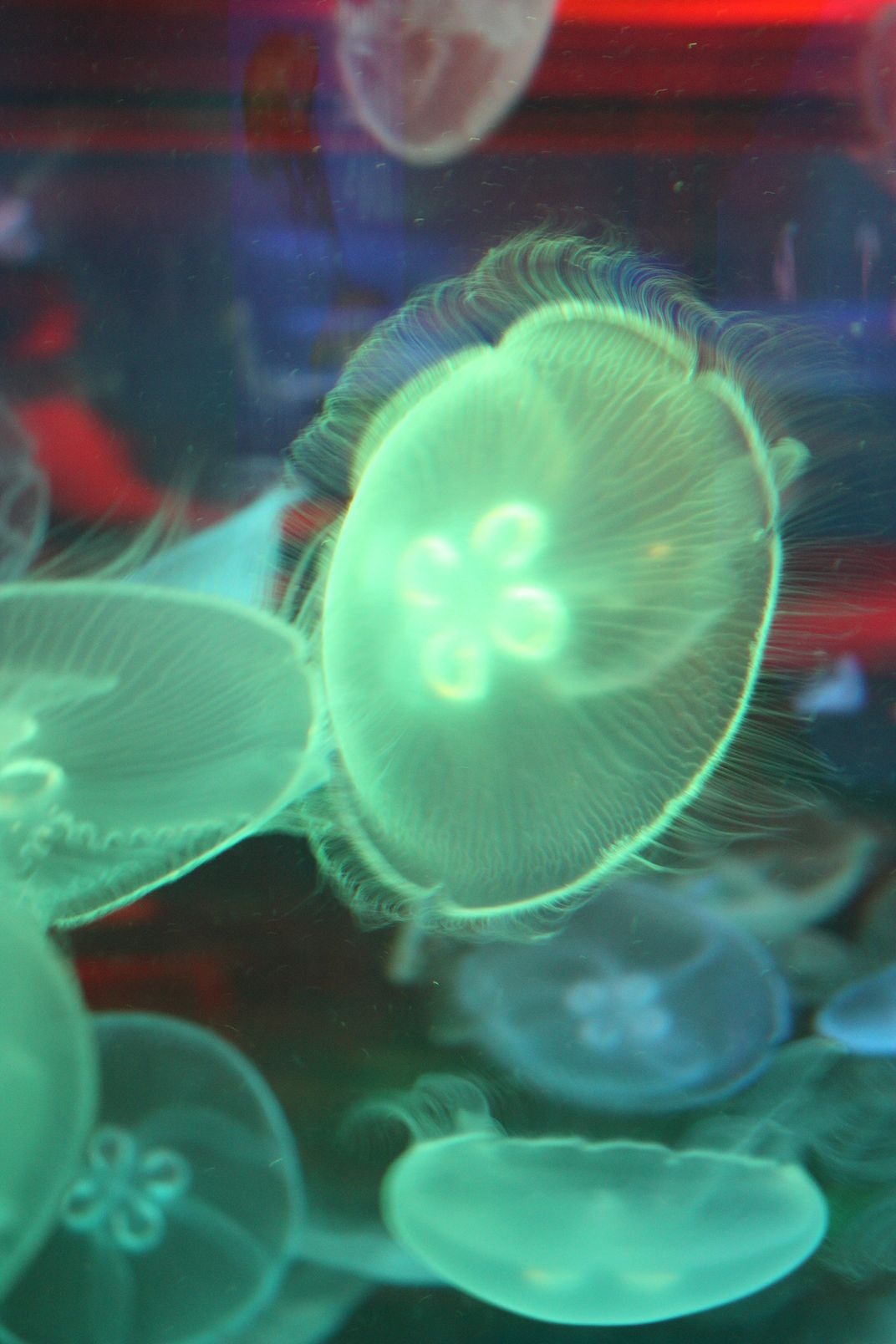 Beautiful jellies | Smithsonian Photo Contest | Smithsonian Magazine