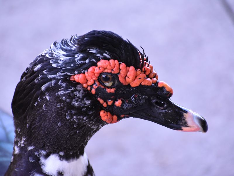 Hungry Duck | Smithsonian Photo Contest | Smithsonian Magazine