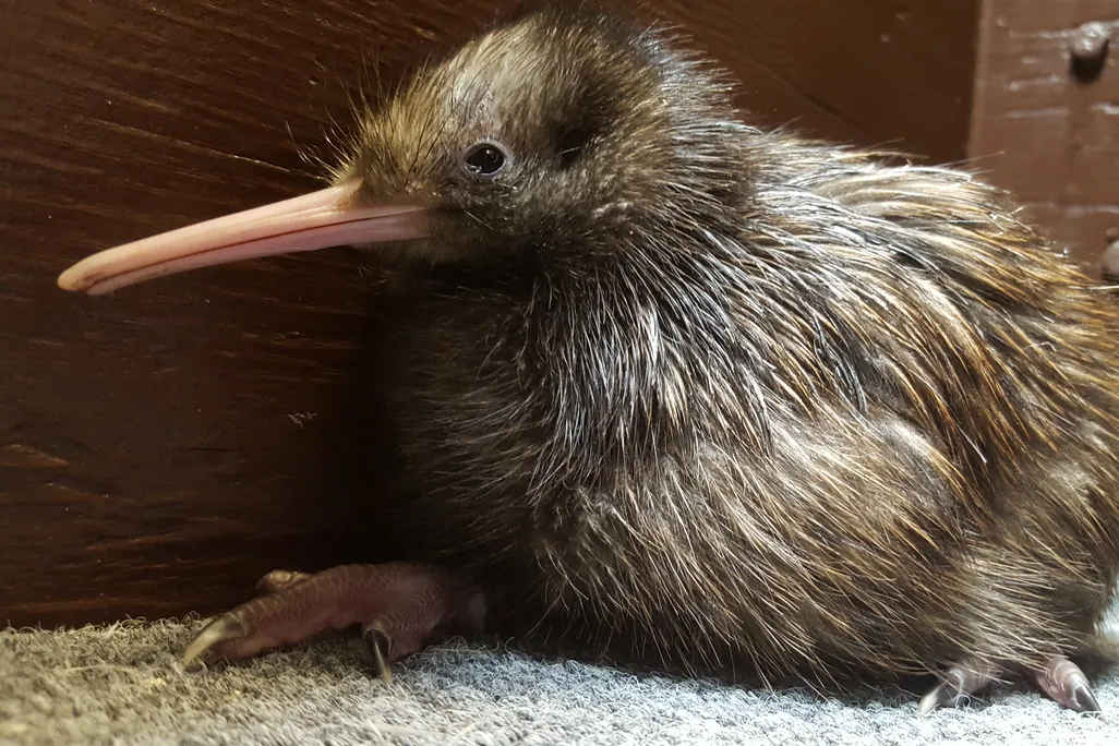 little kiwi bird