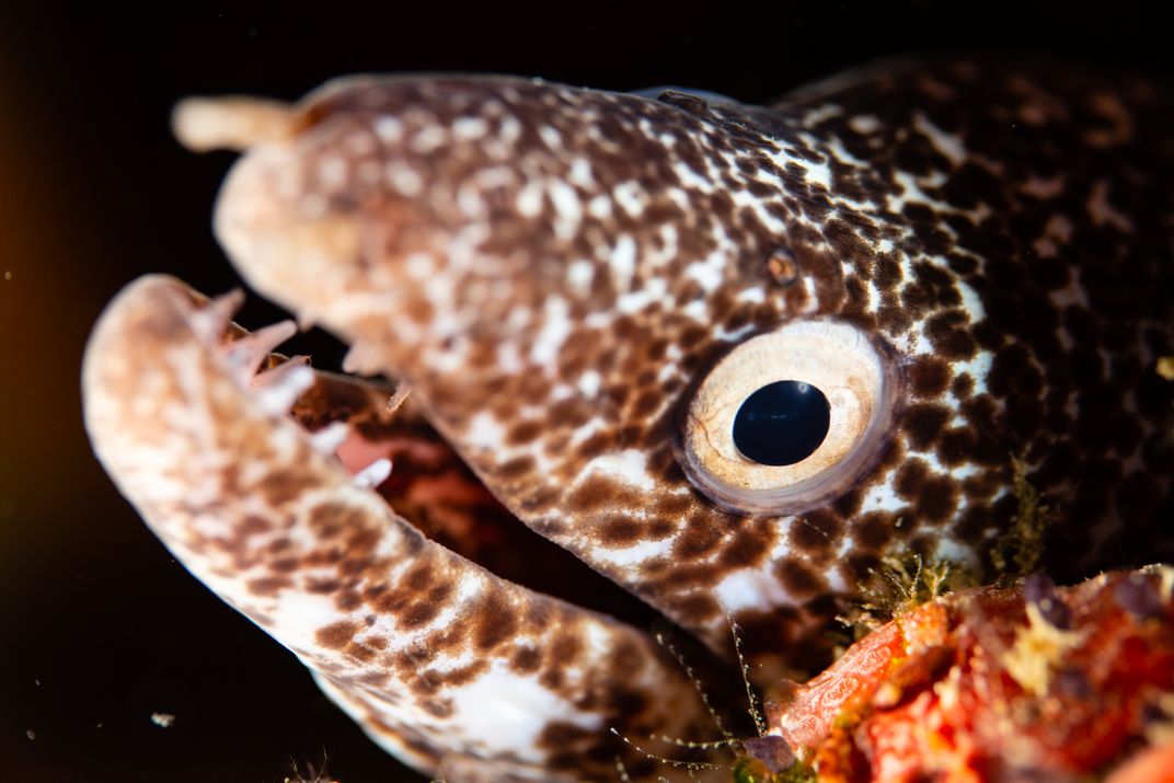 The Smile of the Morena | Smithsonian Photo Contest | Smithsonian Magazine