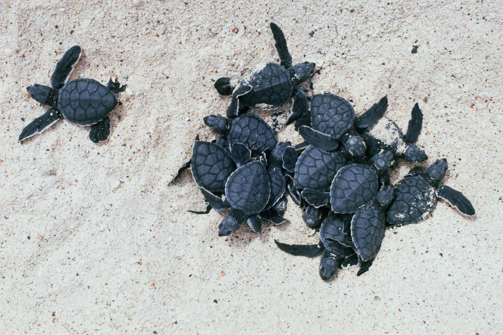 sea turtle eggs hatching