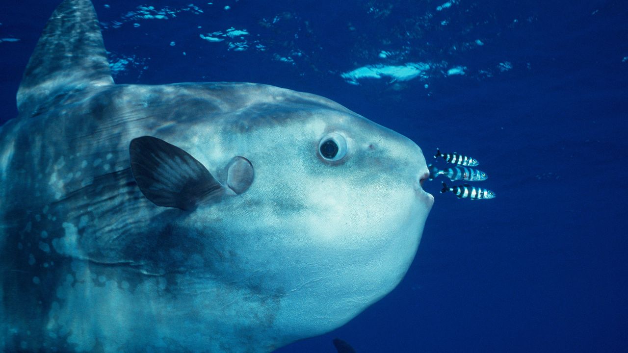 Types Of Large Ocean Fish