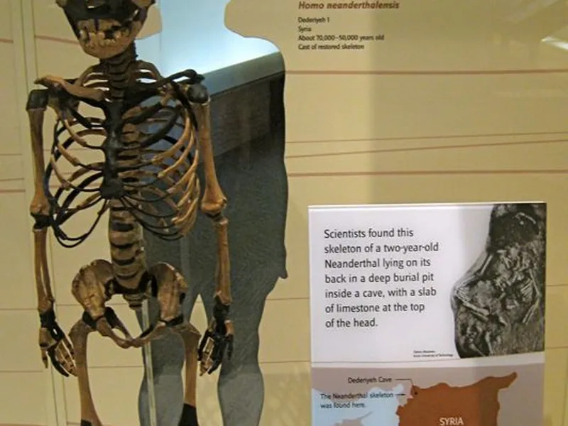 Neanderthal Skeleton Comparison