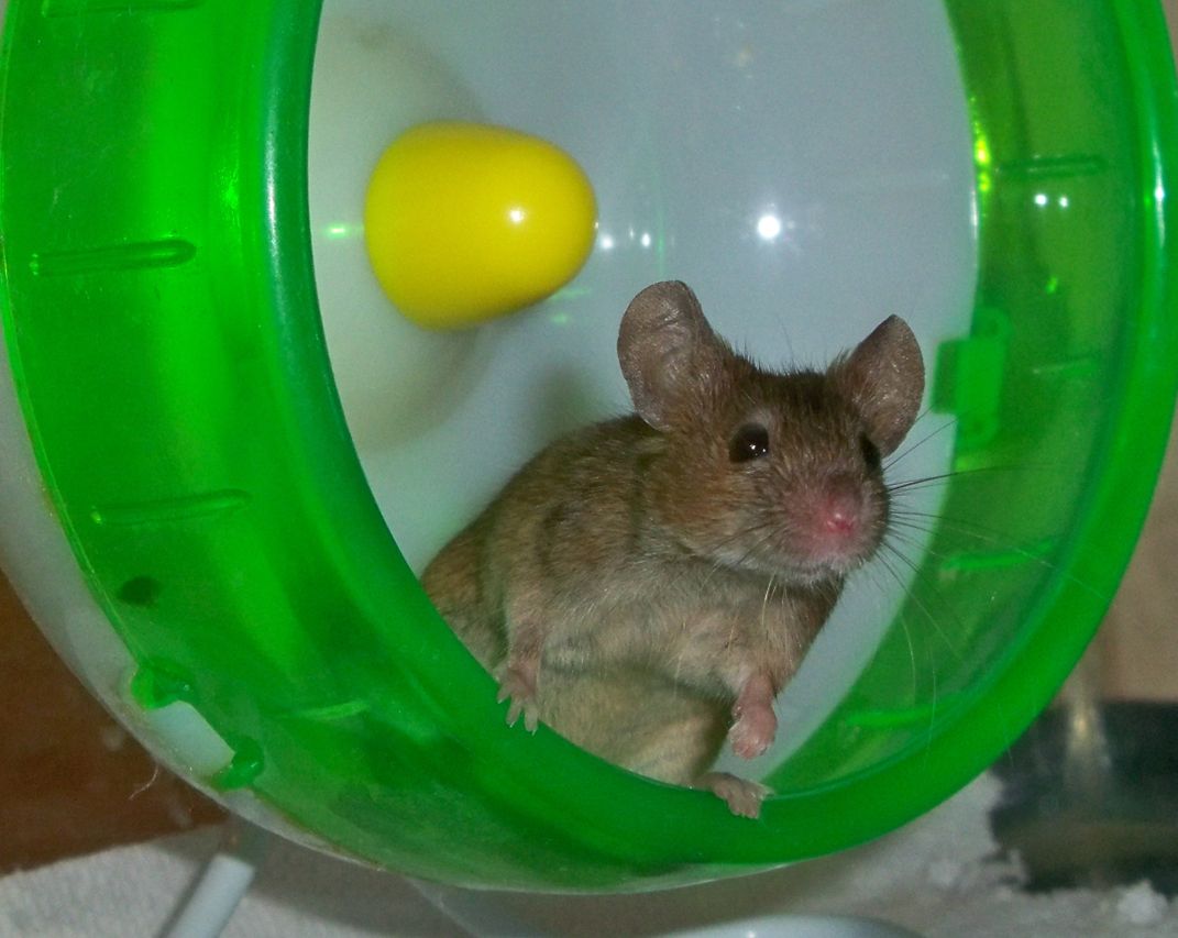 Smiling Marty Mouse! | Smithsonian Photo Contest | Smithsonian Magazine