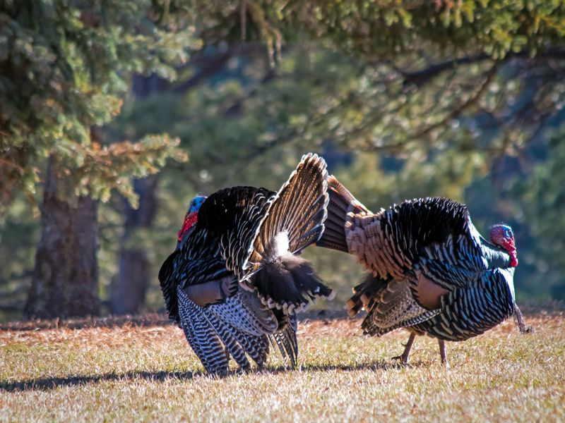 Wild turkey gobblers. | Smithsonian Photo Contest | Smithsonian Magazine