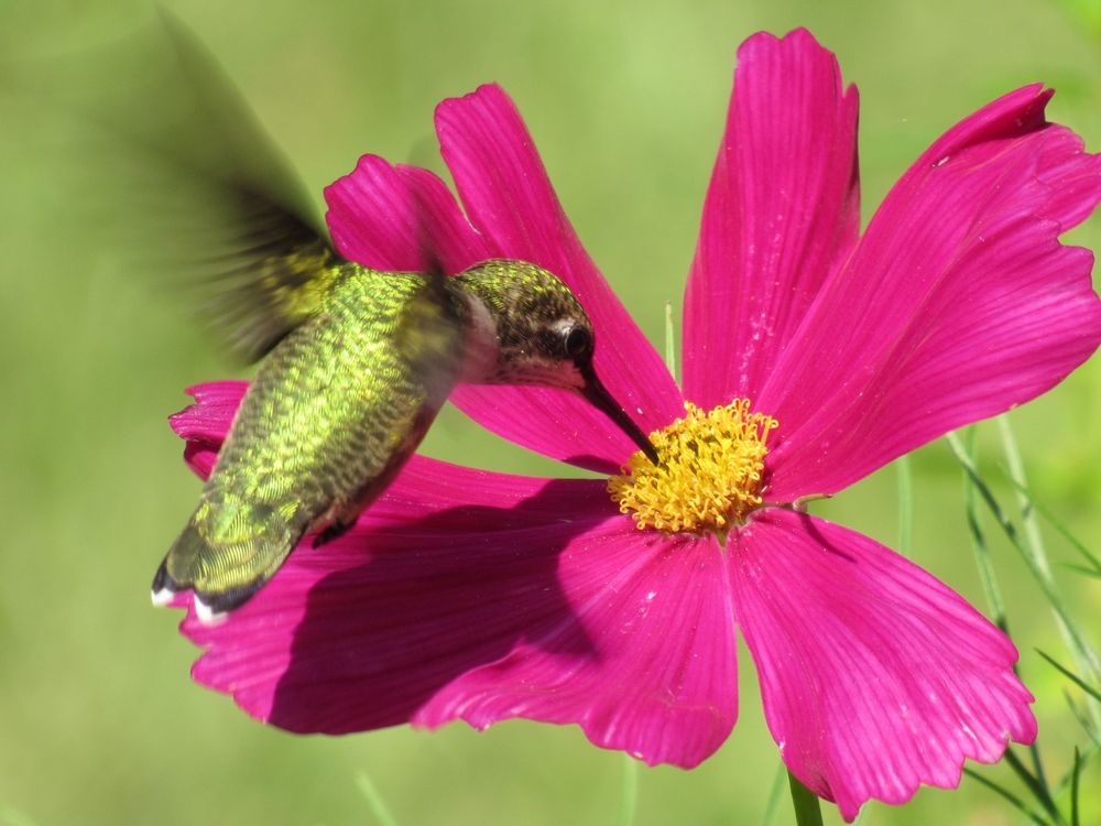 Humming Bird Feeding while in flight | Smithsonian Photo Contest ...