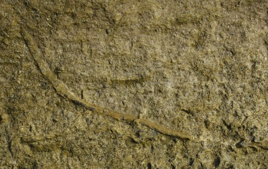 Enormous Prehistoric Marine Worms' Lair Discovered Along Sea Floor