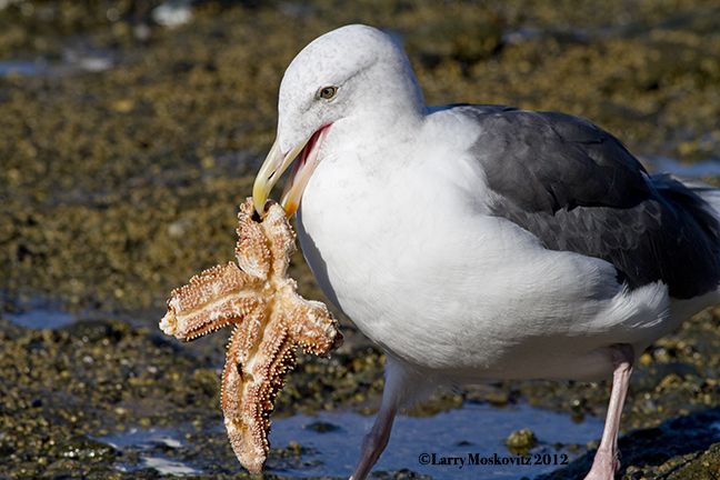 Western Gull eating starfish | Smithsonian Photo Contest | Smithsonian ...