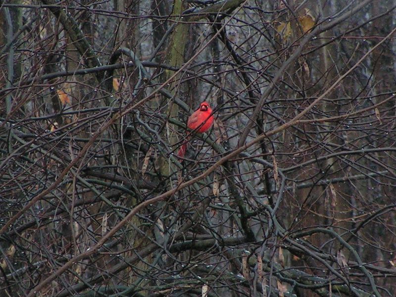 A cardinal in the trees. | Smithsonian Photo Contest | Smithsonian Magazine