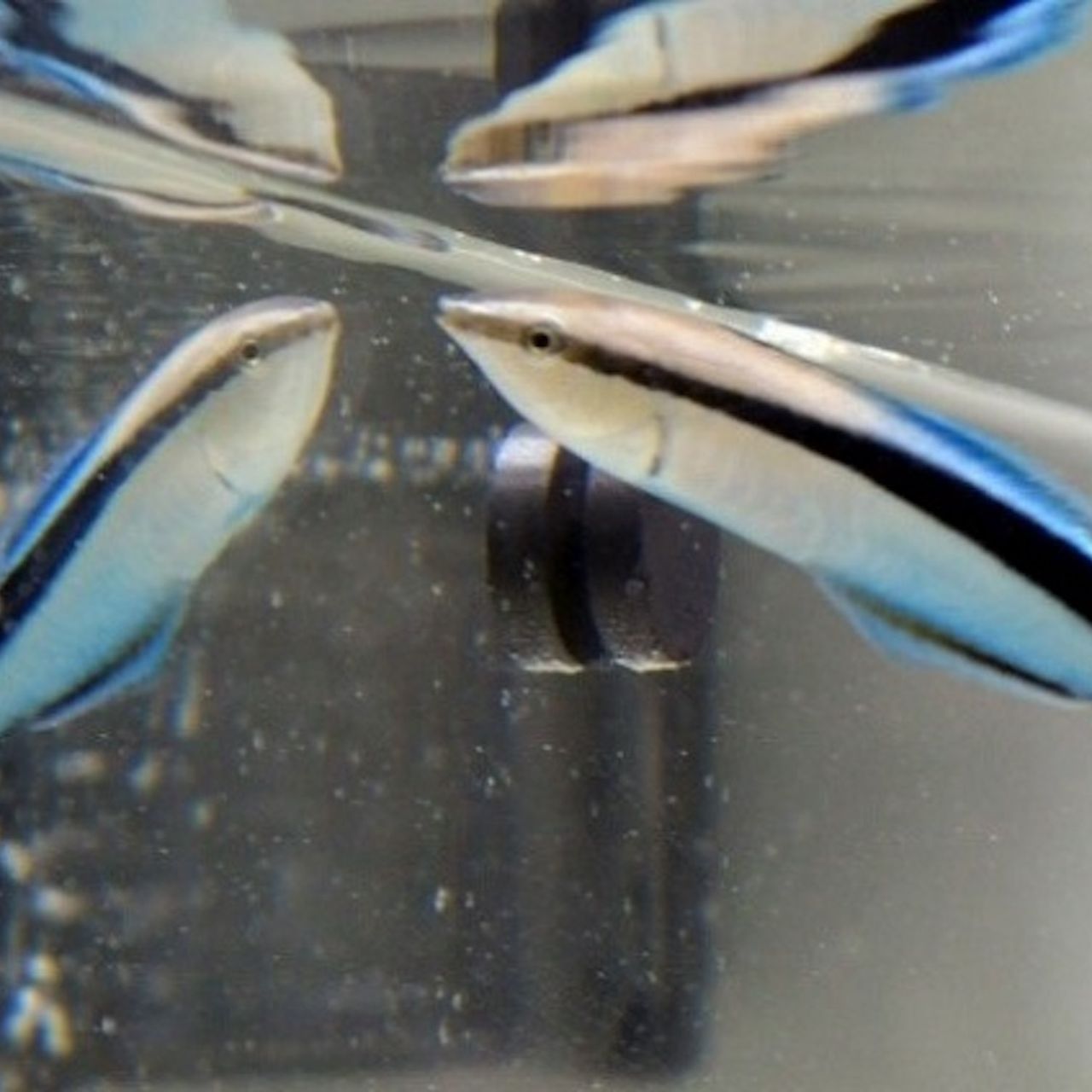 labroides dimidiatus mirror test