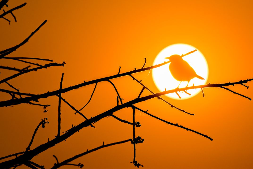 Bird in the Setting Sun | Smithsonian Photo Contest | Smithsonian Magazine