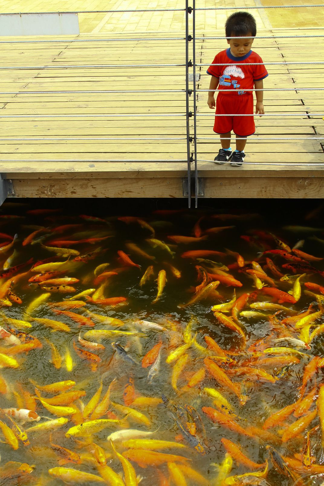 A boy is curiously watching a huge numbers of koi fish. | Smithsonian ...