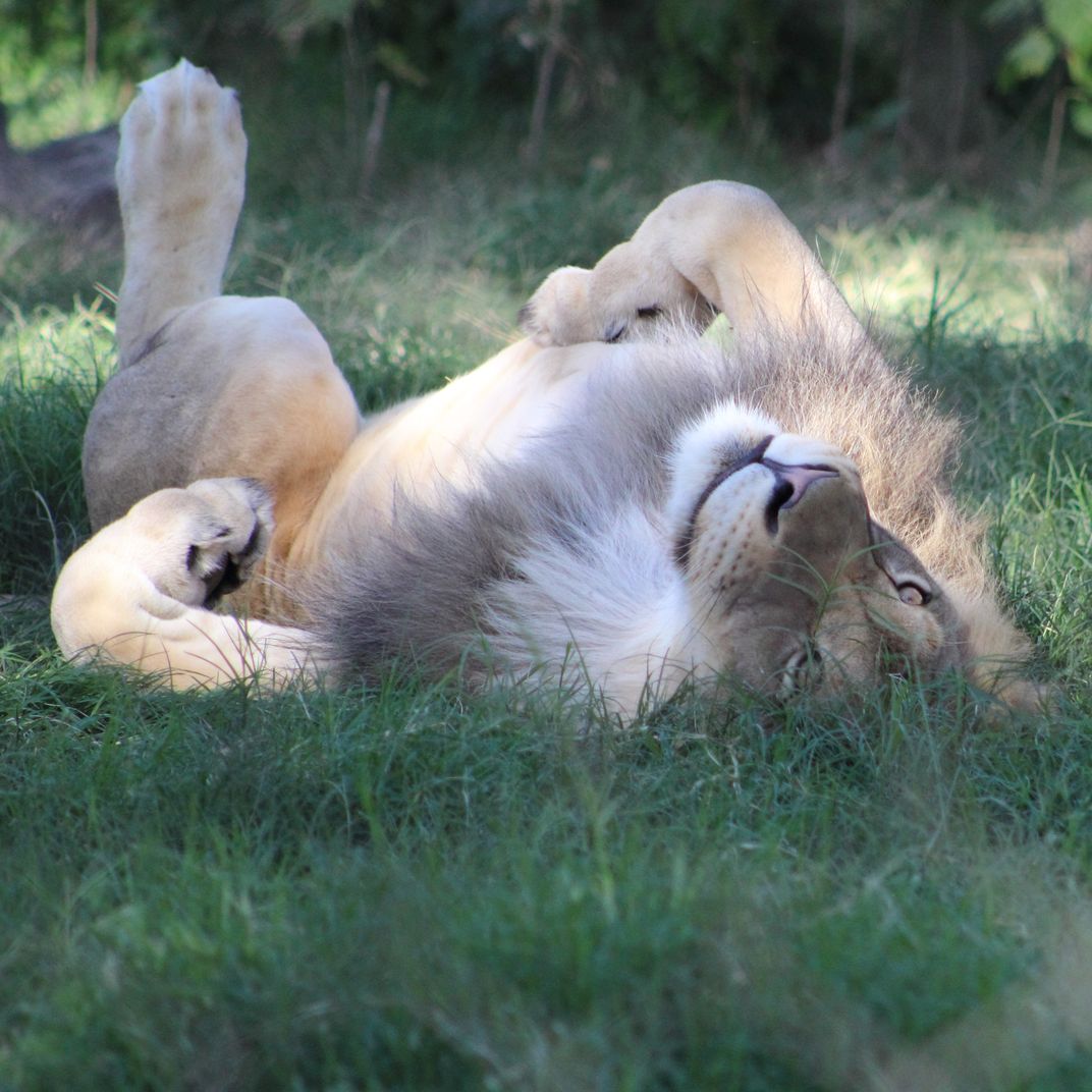 nice kitty | Smithsonian Photo Contest | Smithsonian Magazine