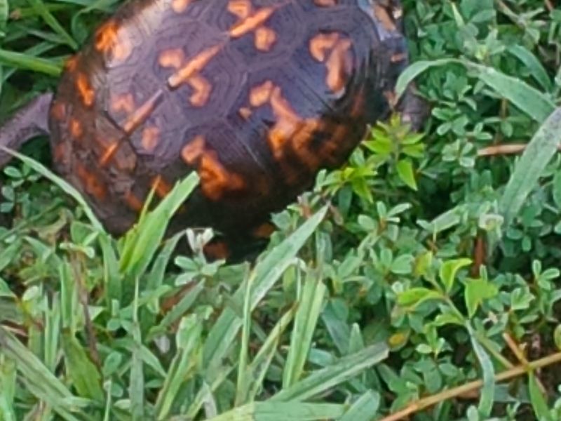 Turtle in the grass | Smithsonian Photo Contest | Smithsonian Magazine