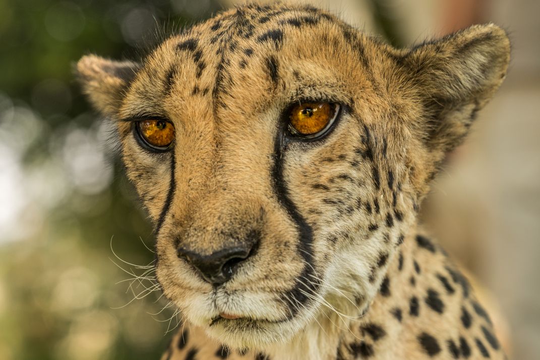 Portrait of a Cheetah | Smithsonian Photo Contest | Smithsonian Magazine