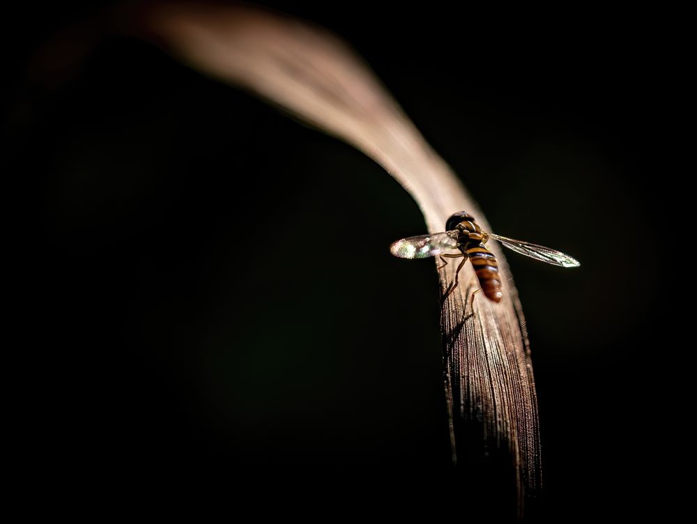 Arts & Culture | Smithsonian Magazine