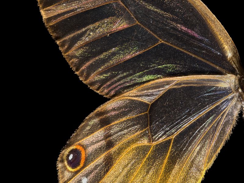Butterfly Haetera Piera Wing | Smithsonian Photo Contest | Smithsonian ...