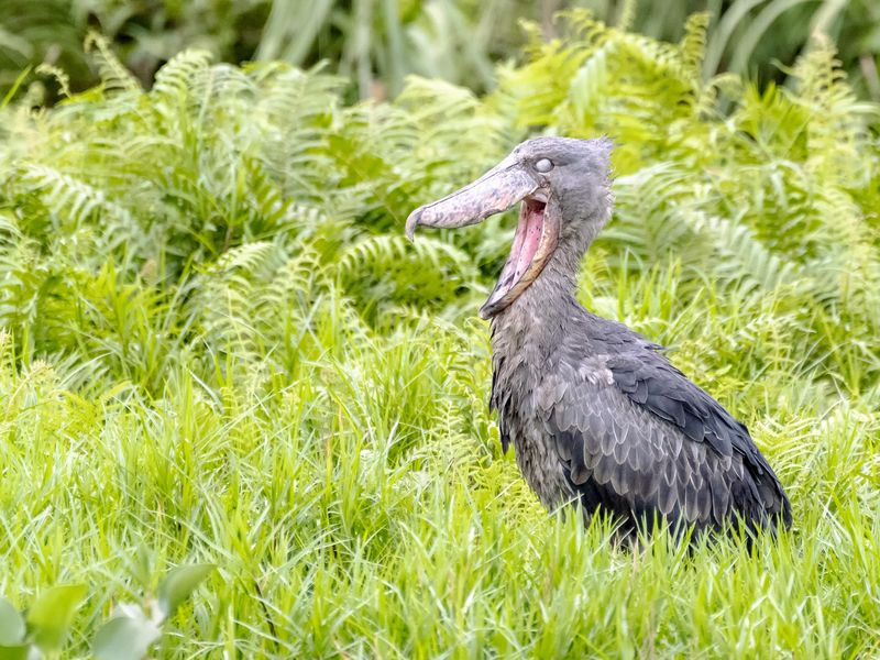 Shoebill | Smithsonian Photo Contest | Smithsonian Magazine