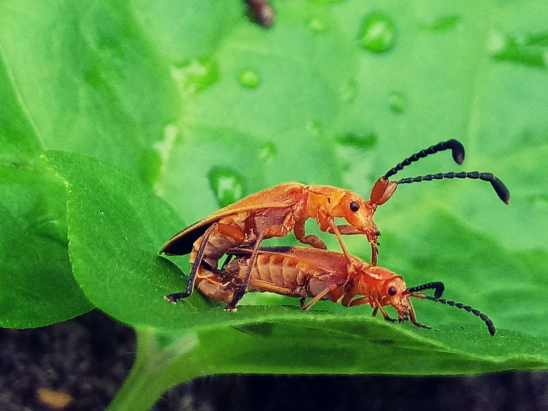 Insects | Smithsonian Photo Contest | Smithsonian Magazine