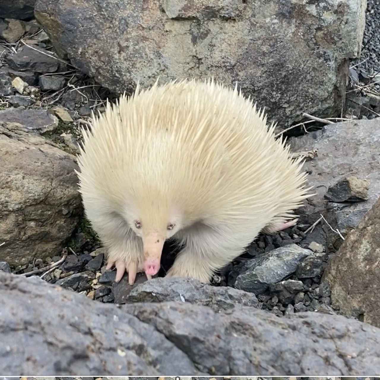 Baby Knokkelt De Echidna Goldfields Community Asked To Help Name