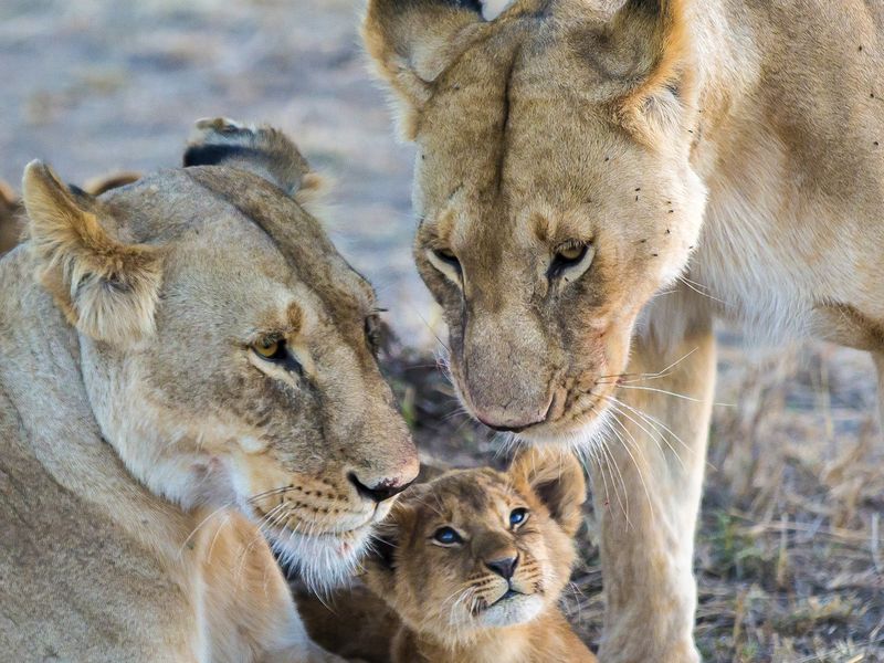 Lionnesses and Cub | Smithsonian Photo Contest | Smithsonian Magazine