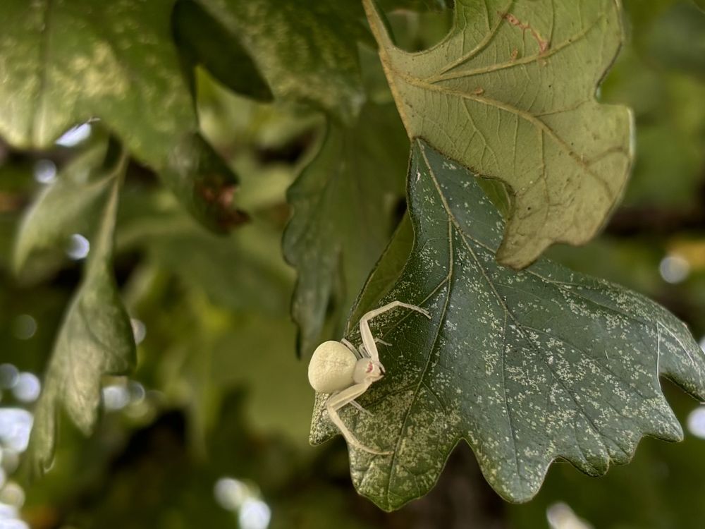 Spider on Leaf in Texas | Smithsonian Photo Contest | Smithsonian Magazine