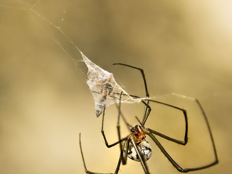A spider wraps up its prey (a wasp) in silk. | Smithsonian Photo ...