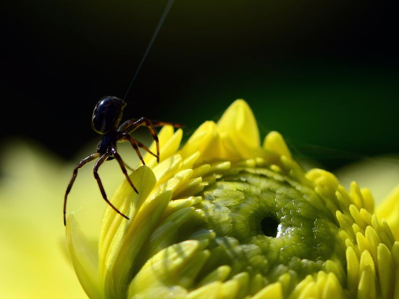 The spider on the flower | Smithsonian Photo Contest | Smithsonian Magazine