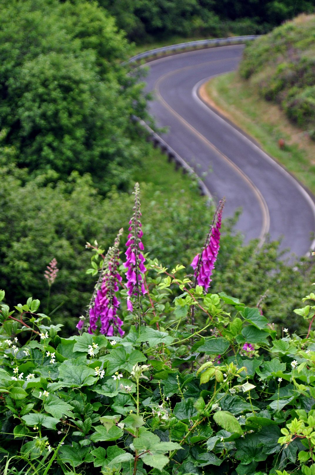 Flowers on Coxcomb Hill | Smithsonian Photo Contest | Smithsonian Magazine