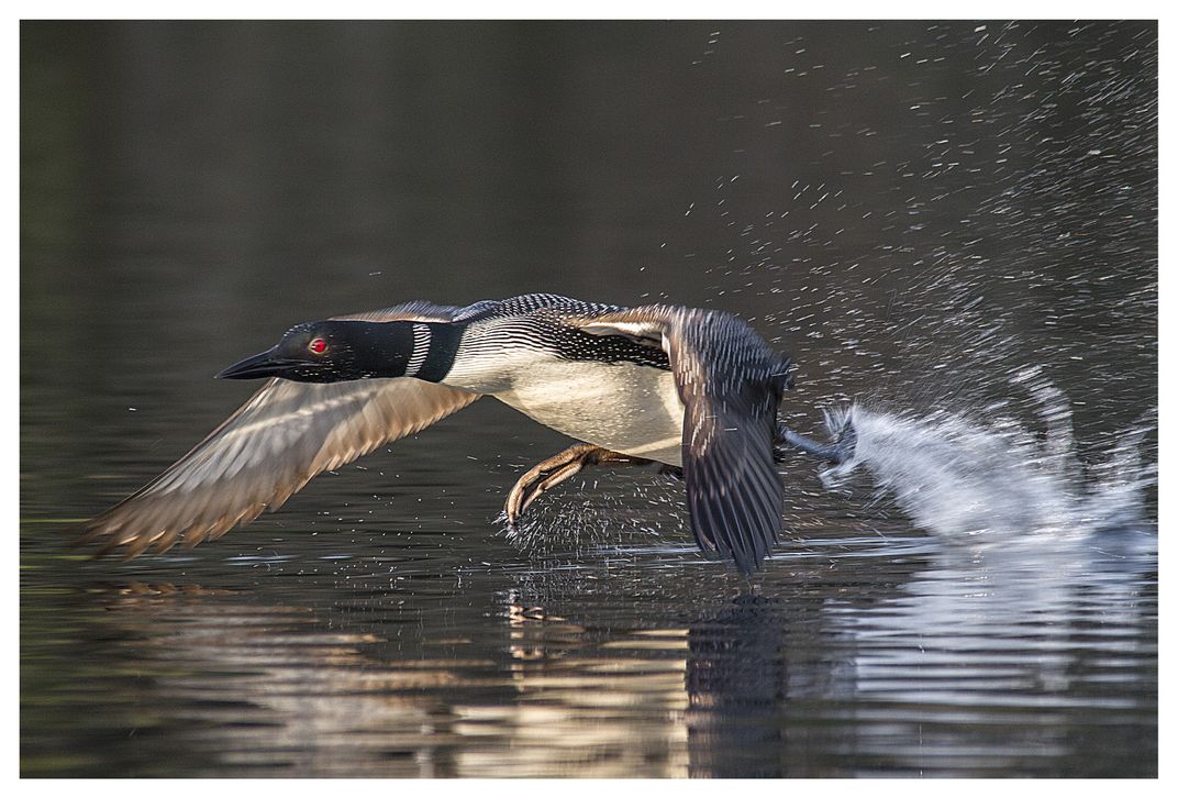Loon Takes Off | Smithsonian Photo Contest | Smithsonian Magazine