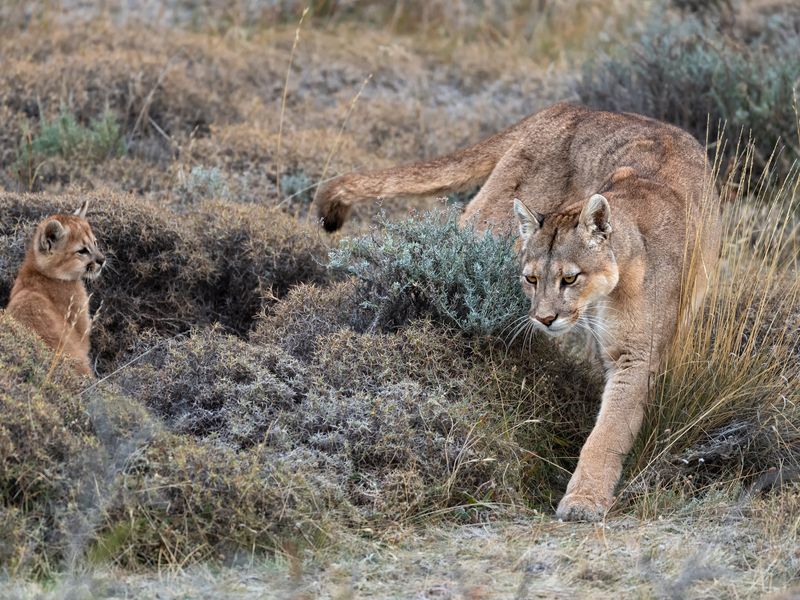 Wild puma cub watching mom go off to hunt | Smithsonian Photo Contest ...