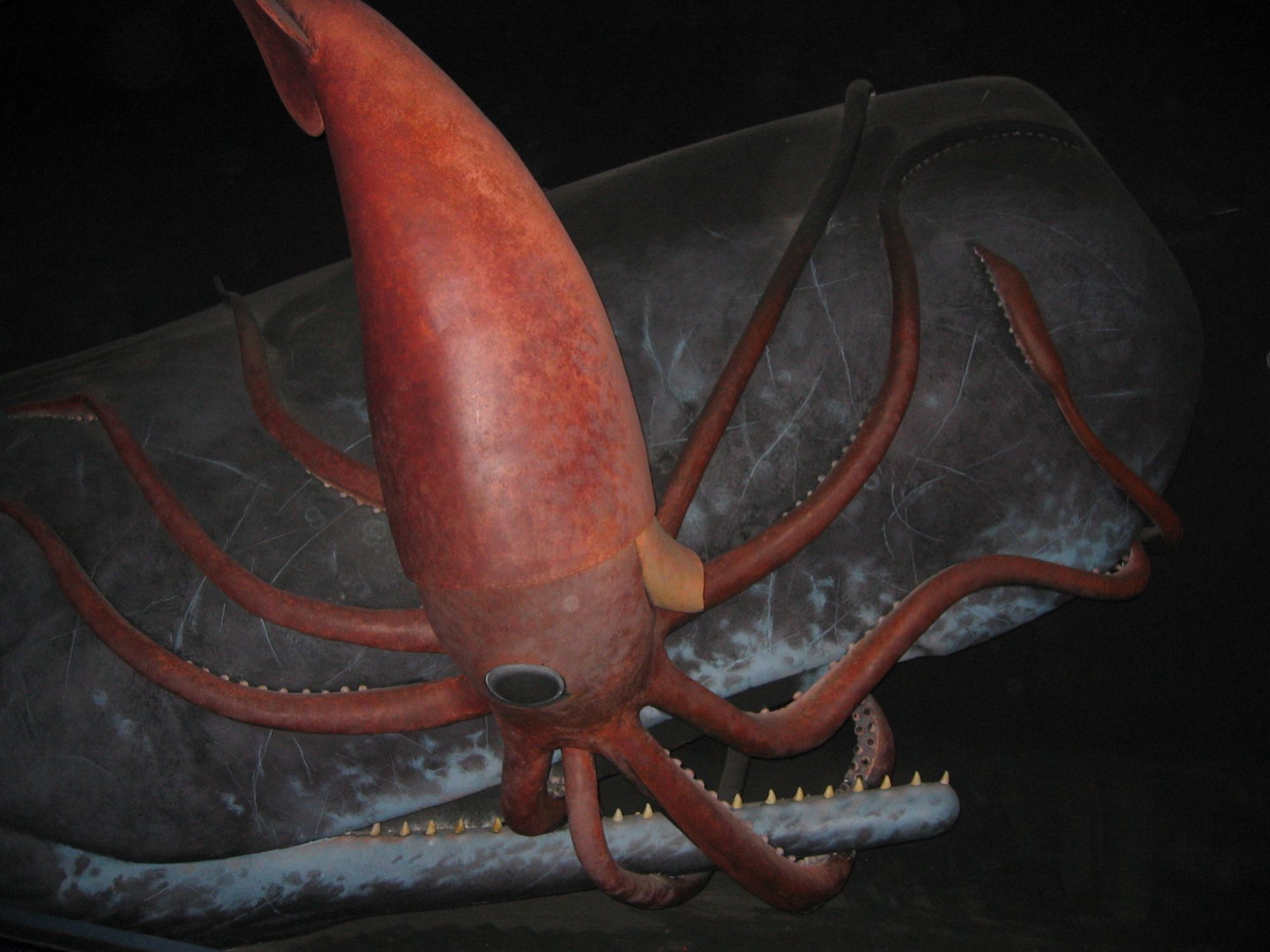 Clyde Roper Can't Wait to Be Attacked by a Giant Squid