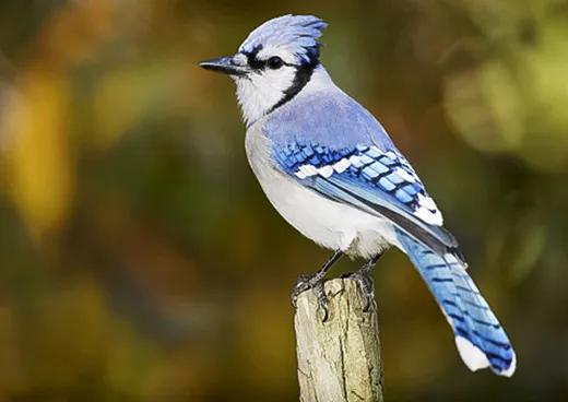 blue jay bird pictures color