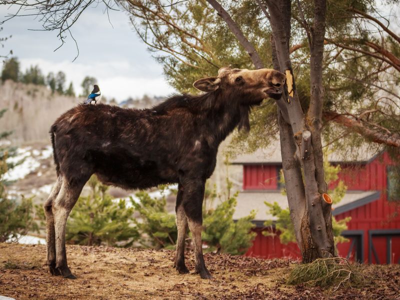 Backyard Moose | Smithsonian Photo Contest | Smithsonian Magazine
