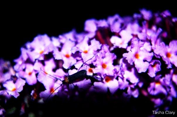 A very interesting bug on a flower. | Smithsonian Photo Contest ...